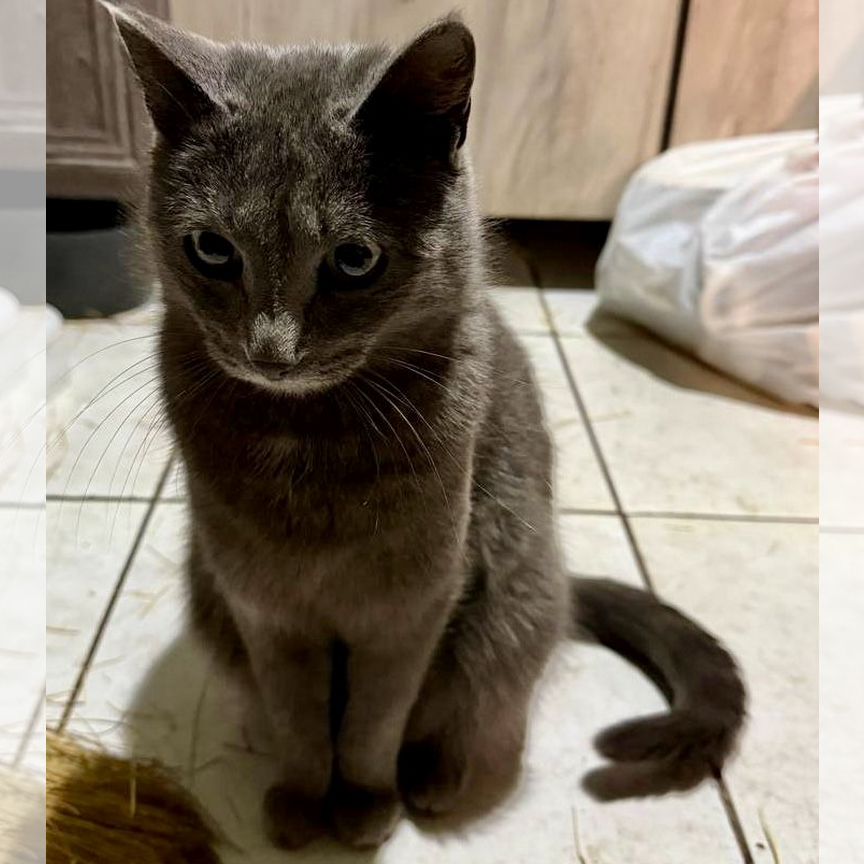 Русская голубая, взрослая кошка