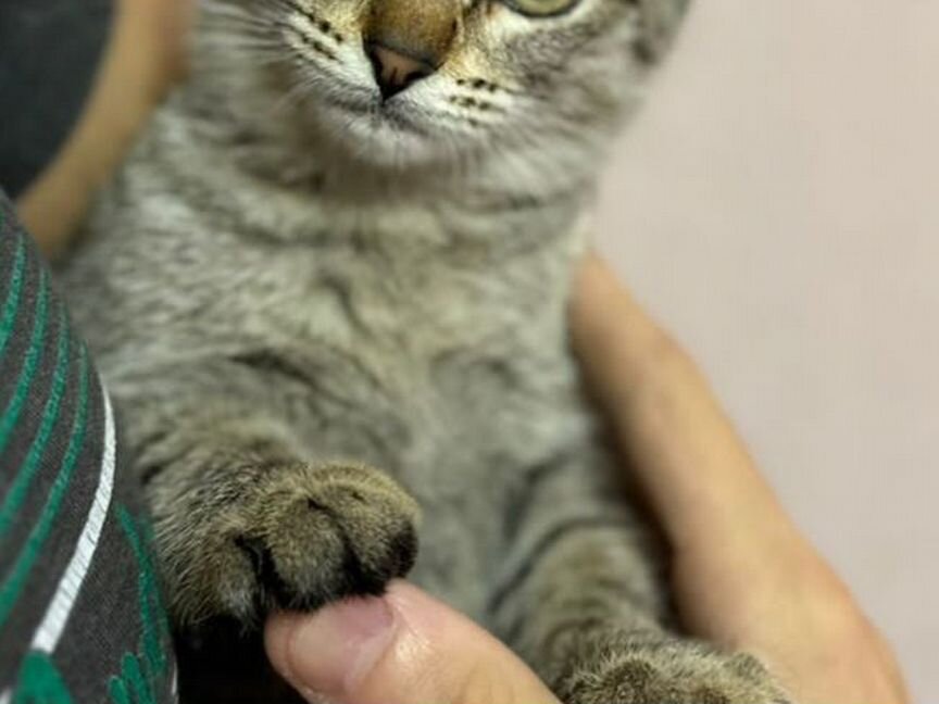 Кошка