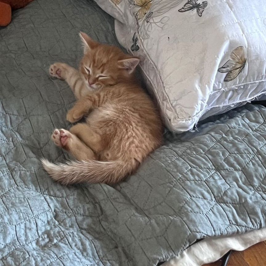 Британский короткошёрстный котёнок