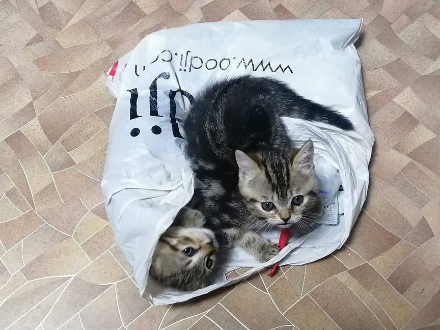 Шотландские прямоухие котята