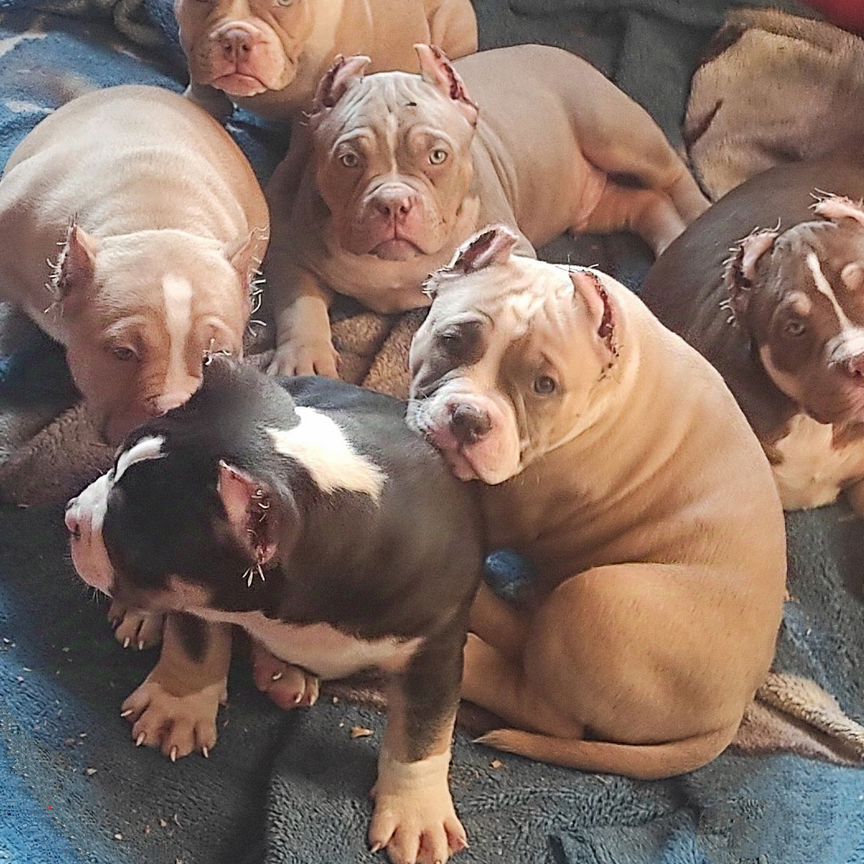 Подрастаем. Американский булли