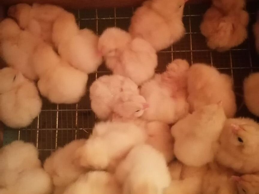 Цыплята суточные петушки