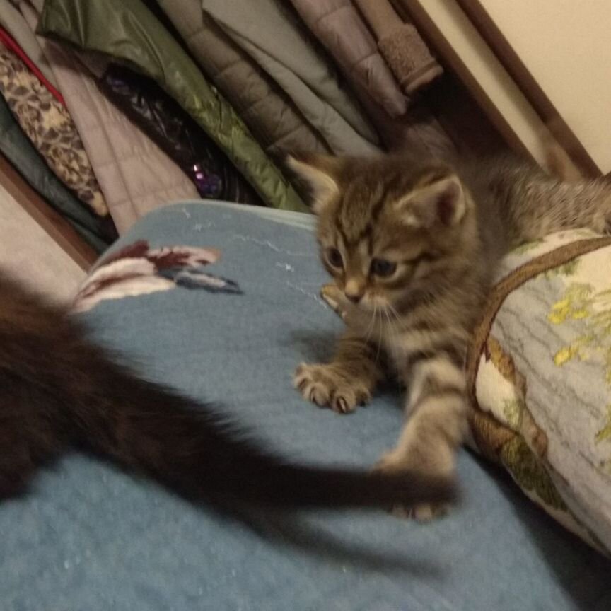Котята в добрые руки бесплатно, 1,5 месяца, приуче