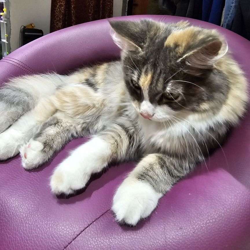 Молодая кошечка, красивая