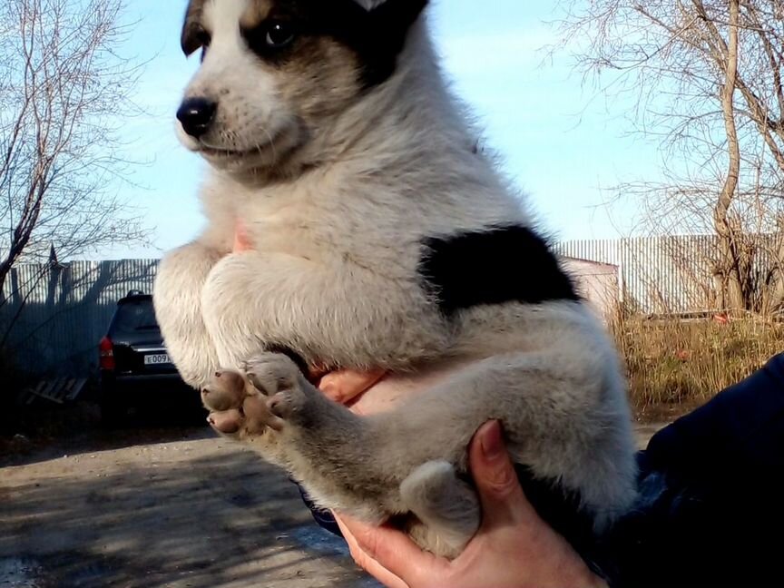 Милый карапуз ищет дом