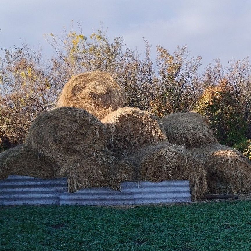 Сено в тюках