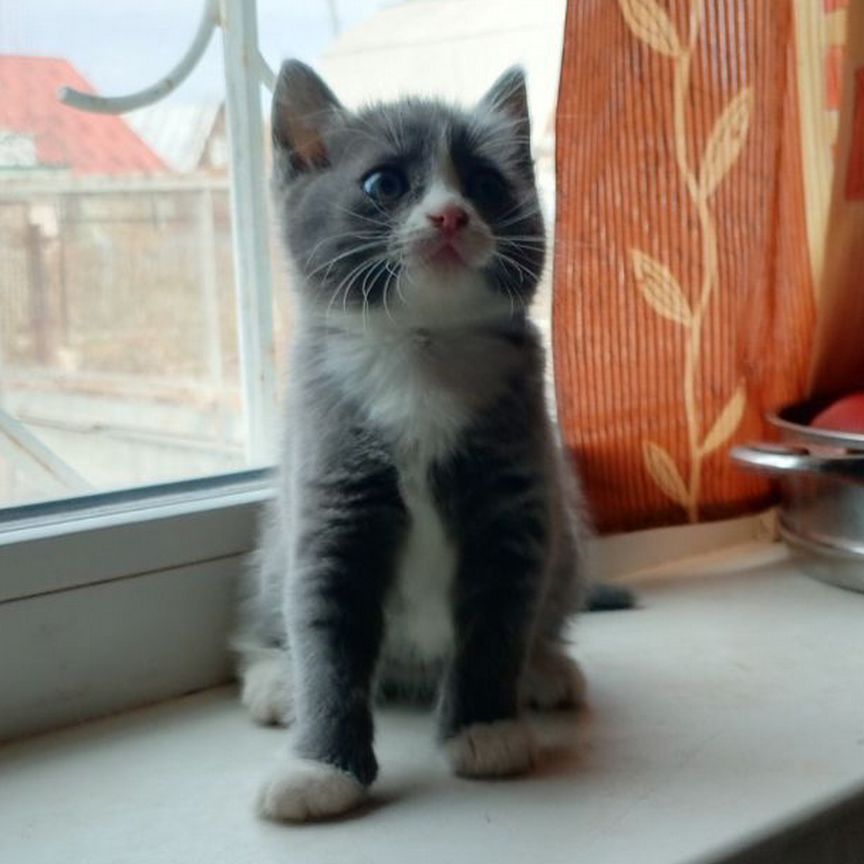 Неизвестно, метис