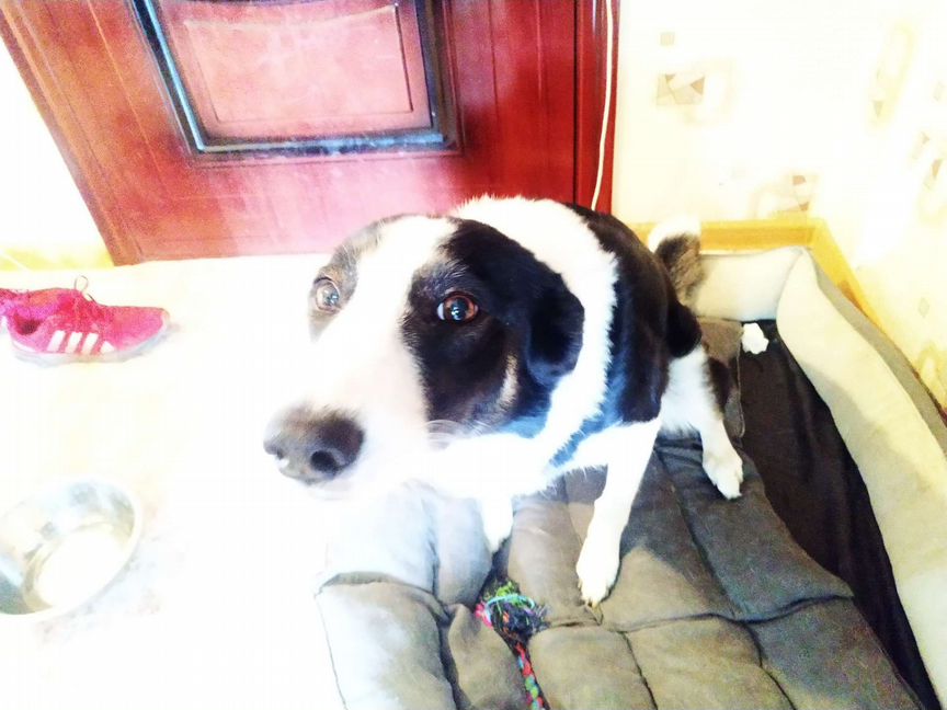 Собака в добрые руки