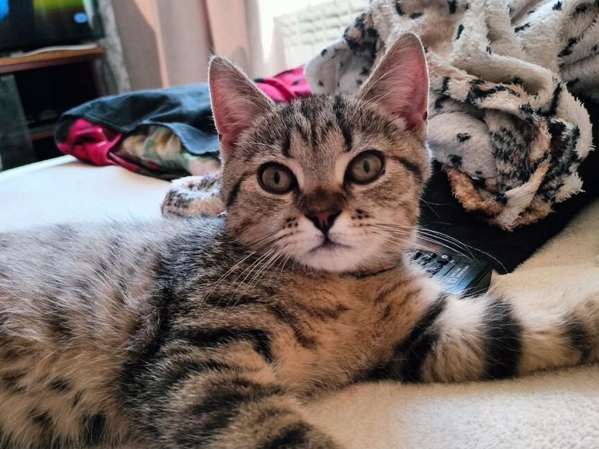 Найден котенок