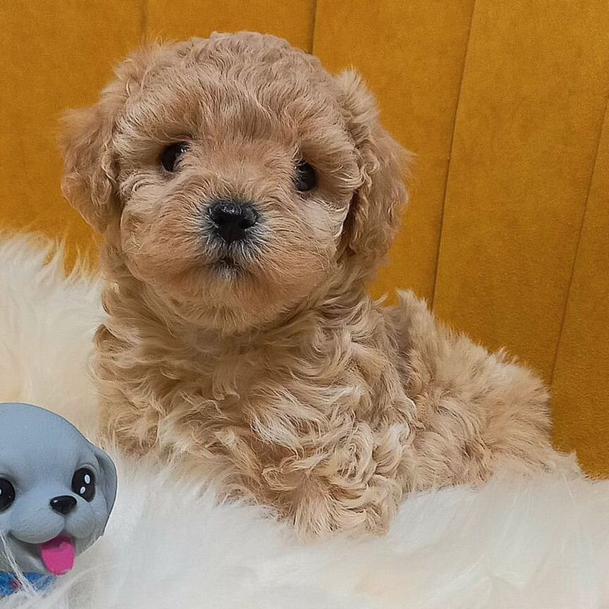 Мальтипу, щенок