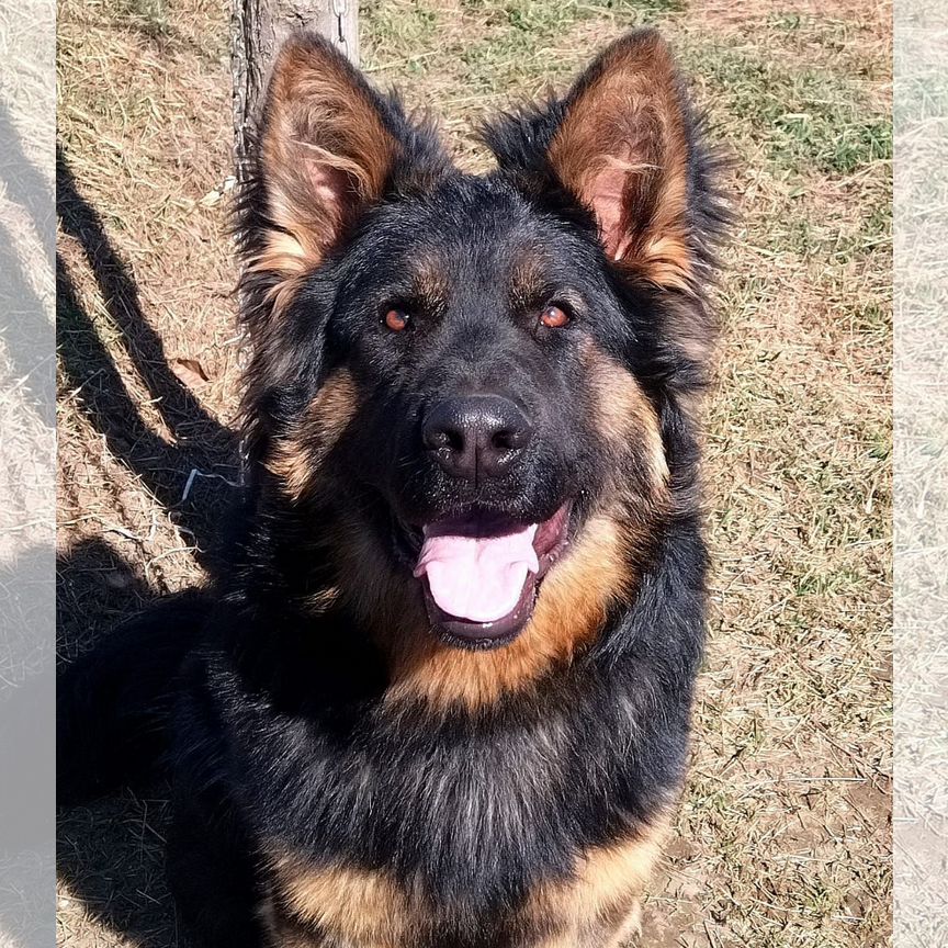 Немецкая овчарка