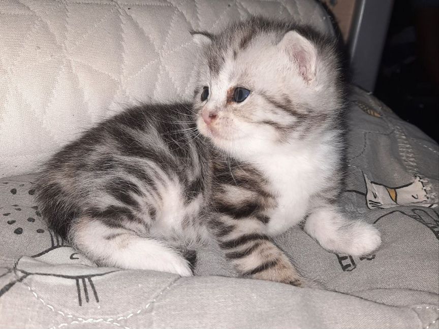 Шотландские прямоухие котята
