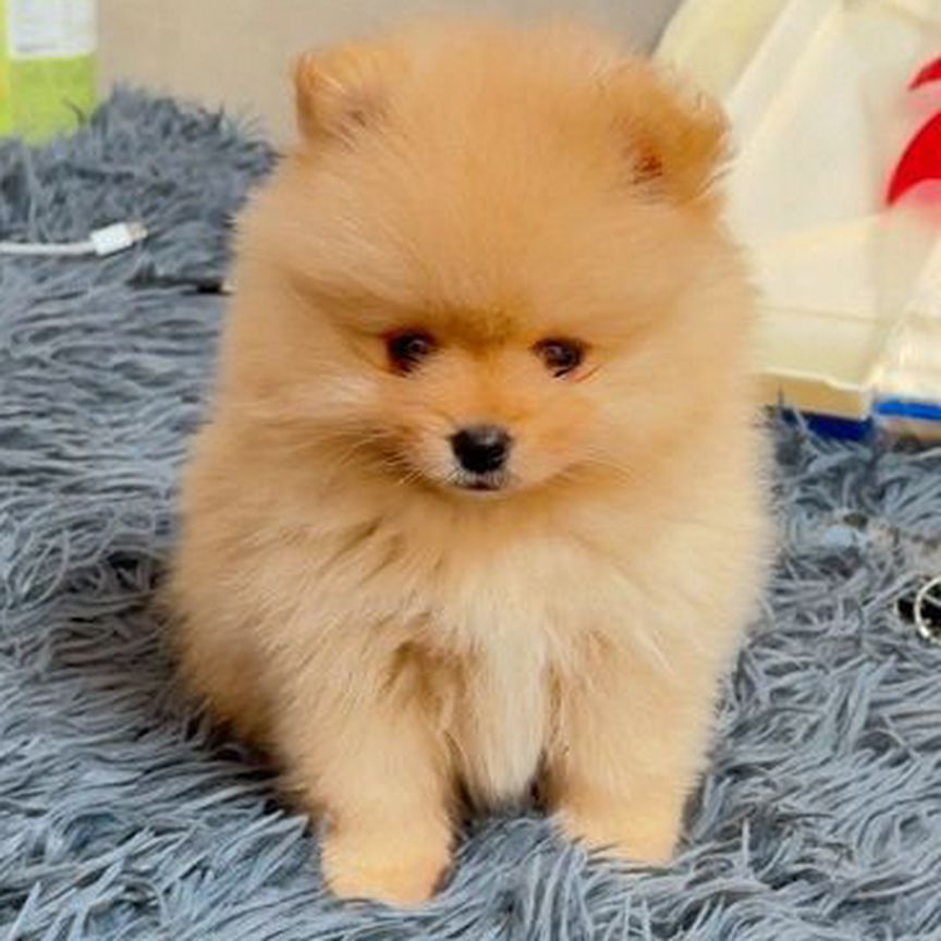 Померанский шпиц