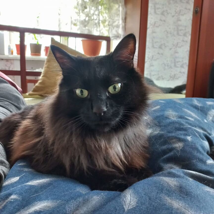 Кот, помесь с курильским бобтейлом