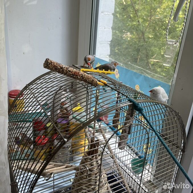 Зебровые амадины