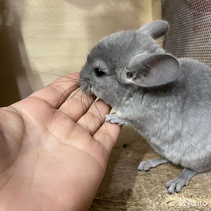 Шиншиленок мальчик