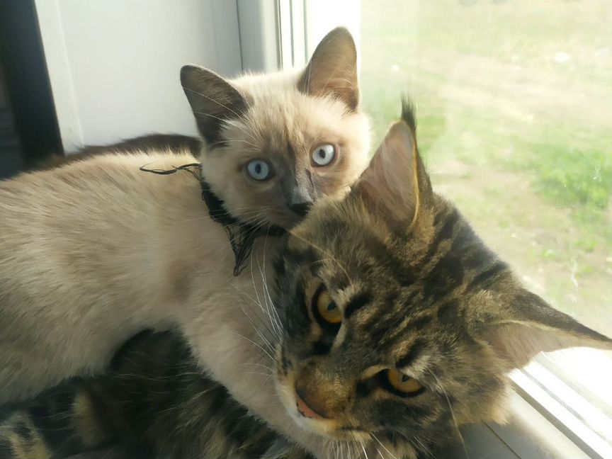 Кошка тайская и кот мейнкун