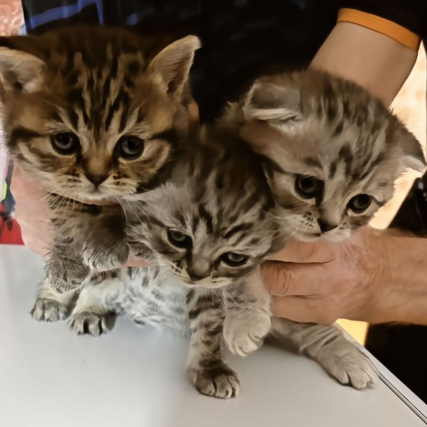 Шотландский вислоухий короткошёрстный котёнок