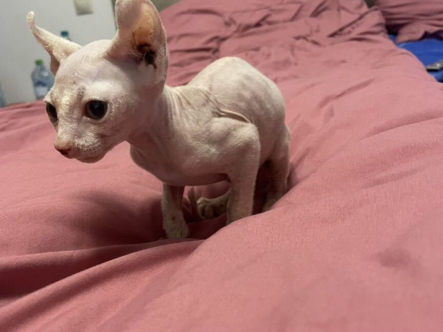 Канадский сфинкс эльф бесплатно