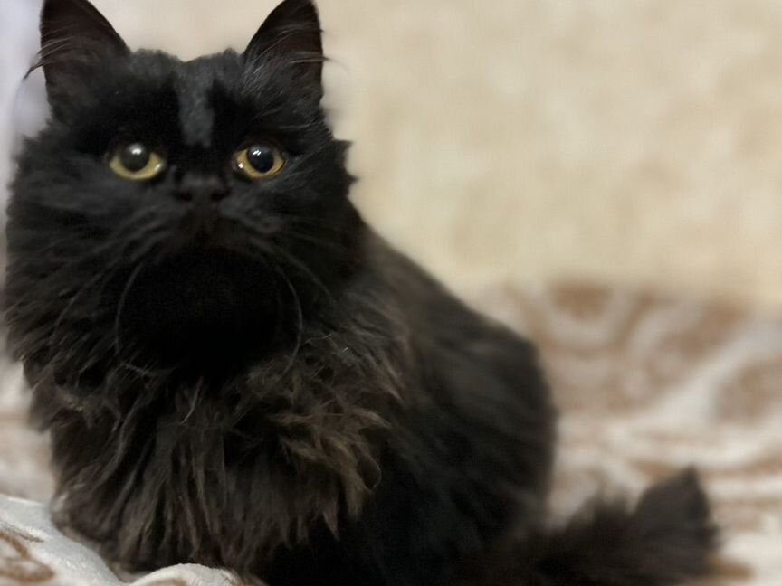 Ласковый котик с особенностями 7 месяцев