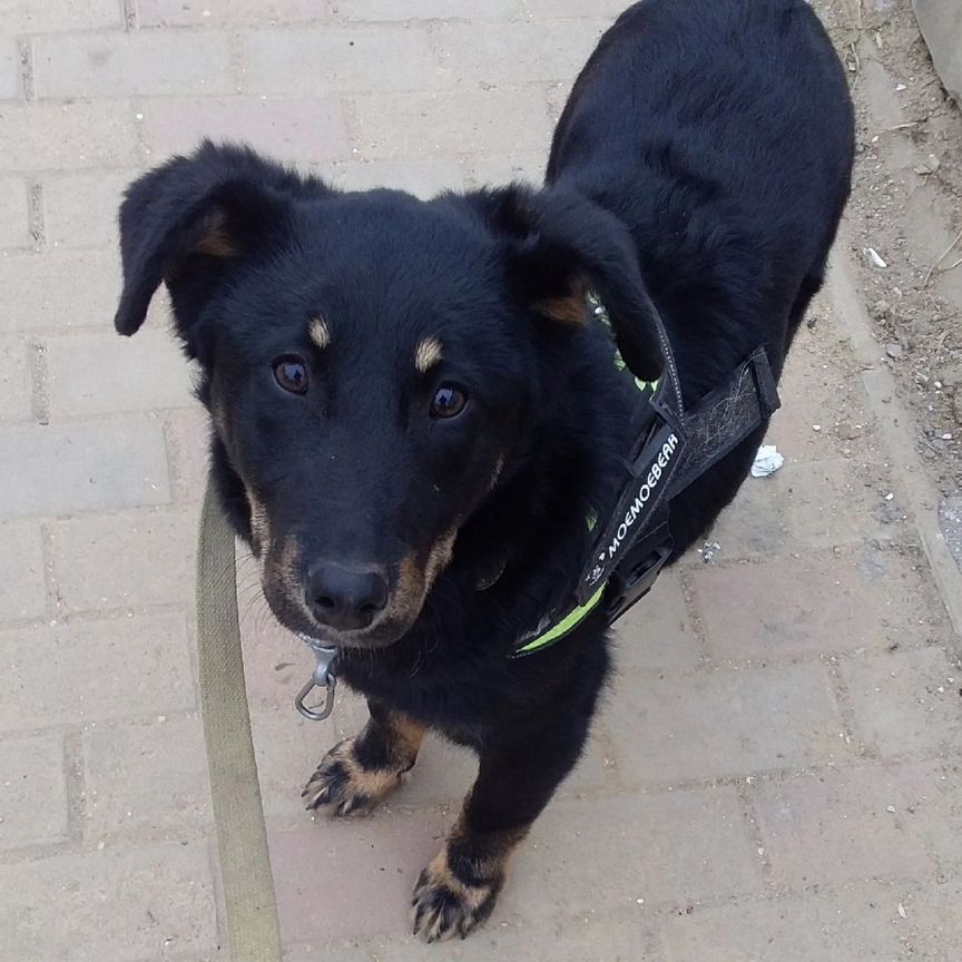 Собачка в добрые руки мальчик