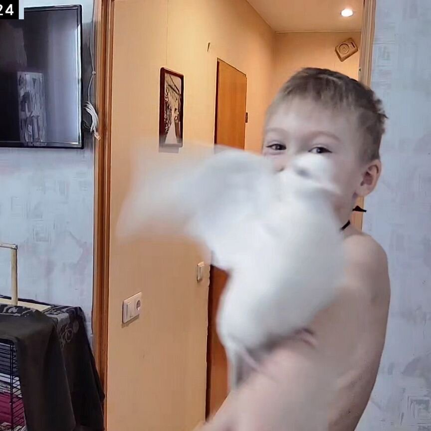 Смеющаяся горлица