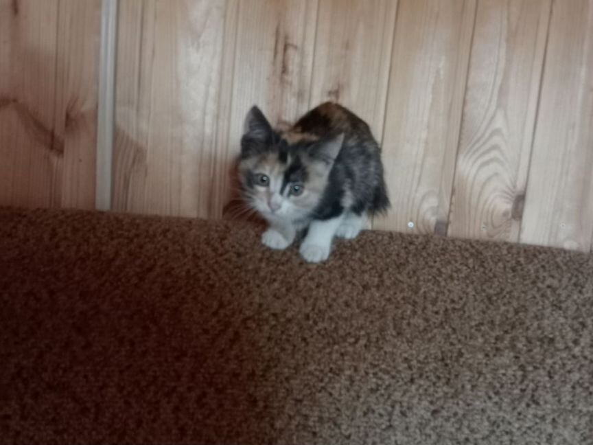 Котенок в добрые руки
