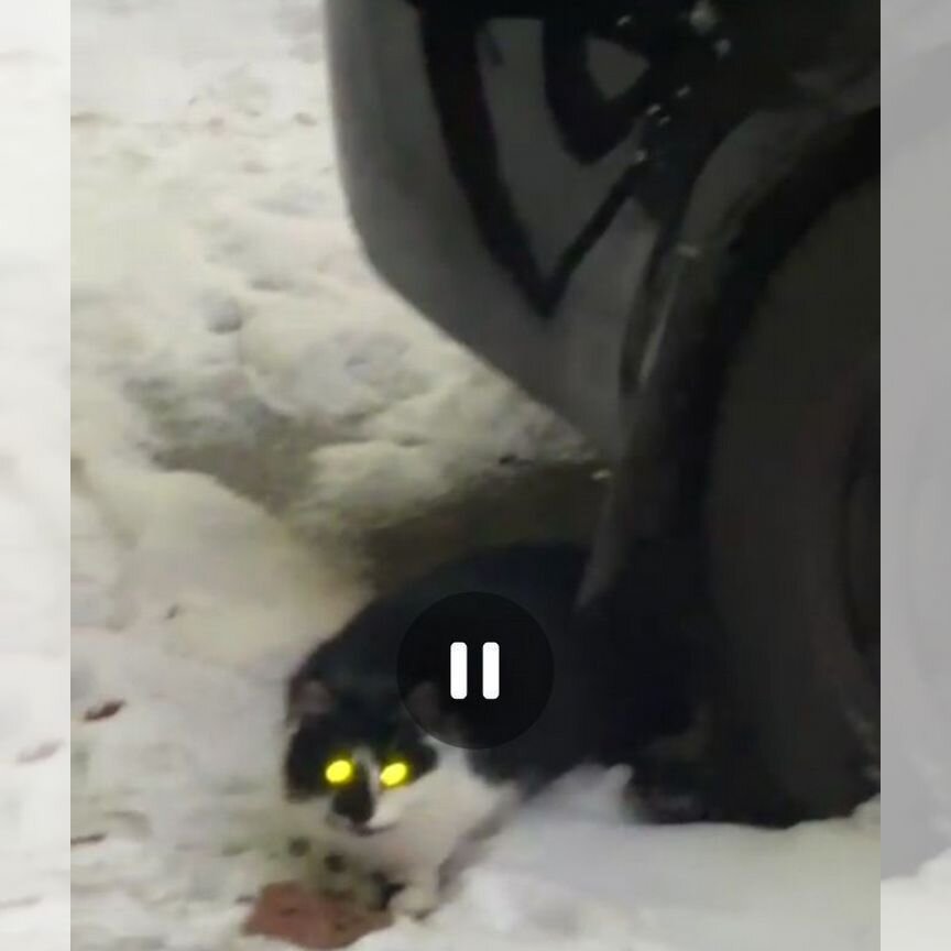 Ручная кошка на улице нужен дом