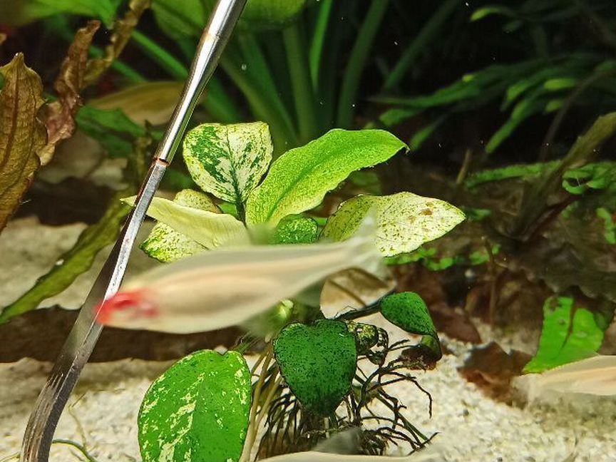 Родостомус (красноносая тетра)