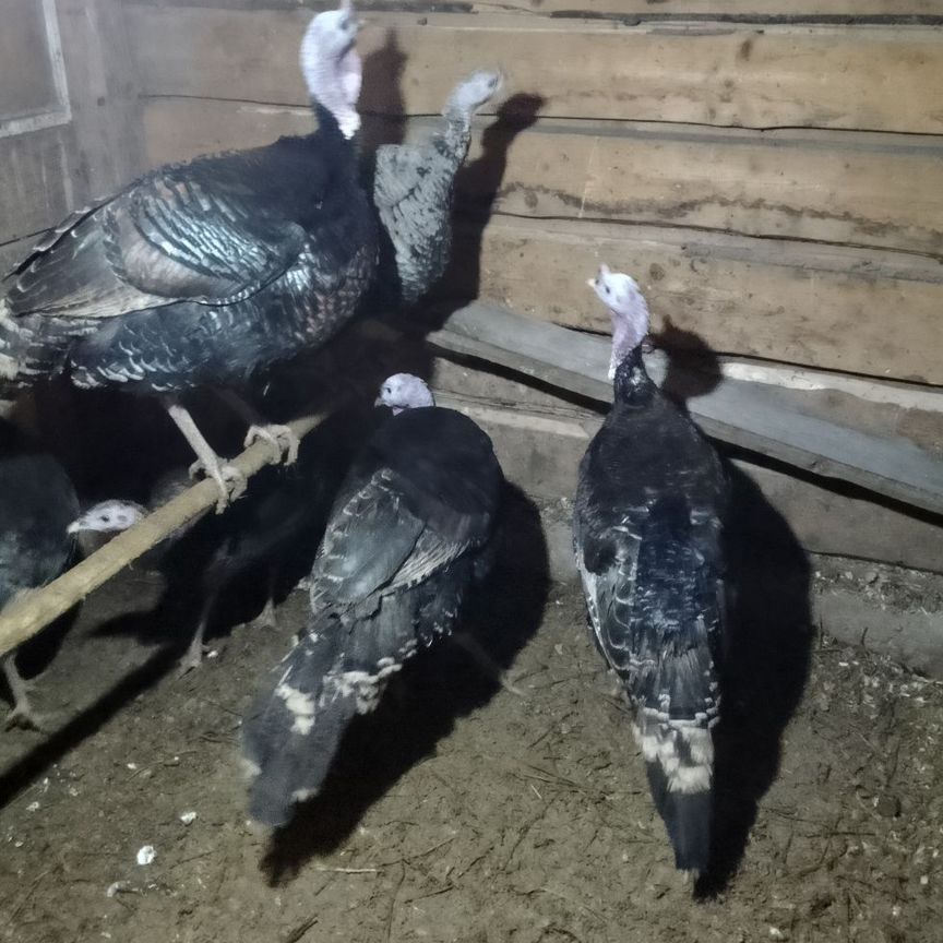 Продам индюков