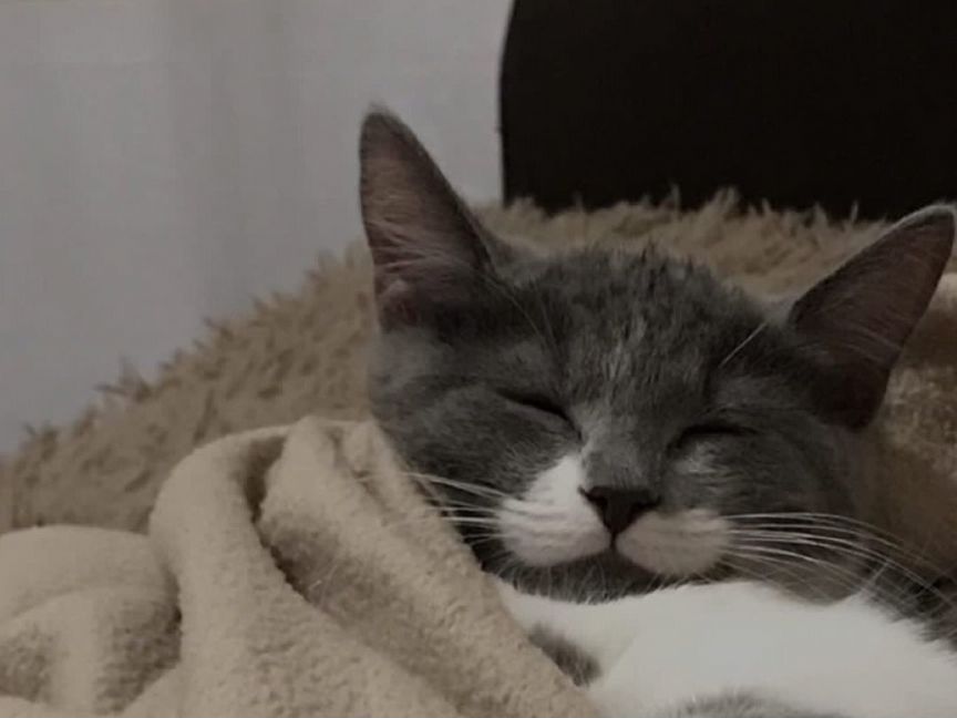 Отдам кота в добрые руки