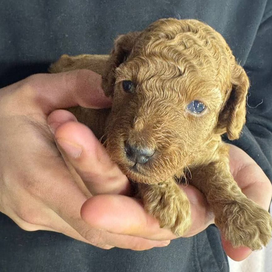 Карликовый пудель, щенок