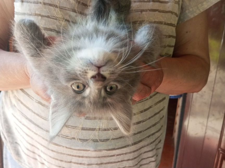 Котята мейн-кун
