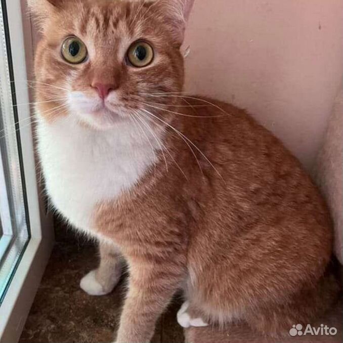 Лесной приют. Плюшевый Плюш