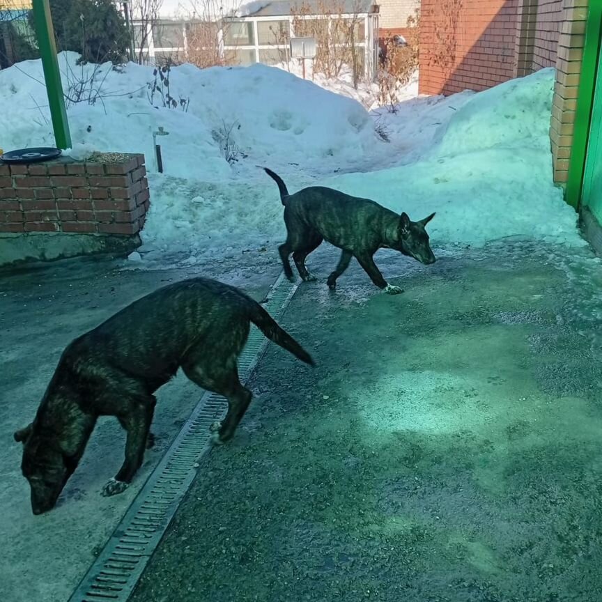 Бельгийская овчарка, щенок