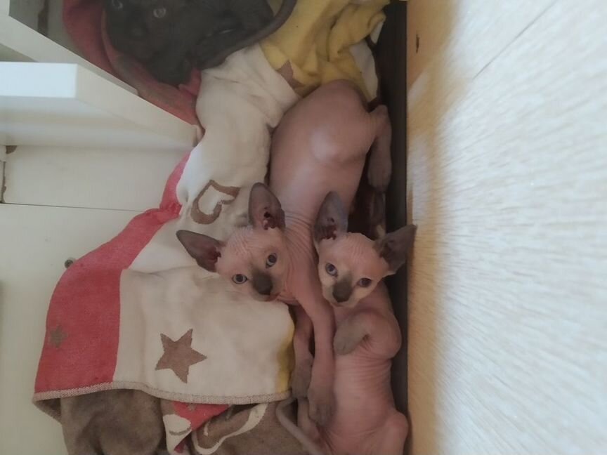 Канадский сфинкс котенок