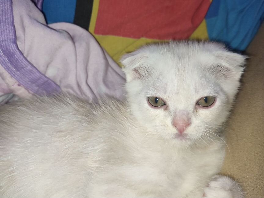 Шотландская вислоухая кошка