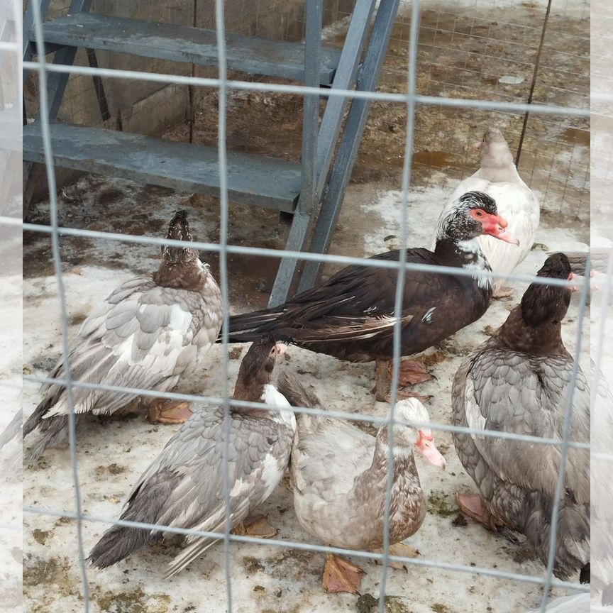 Мускусные утки тяжелые линии