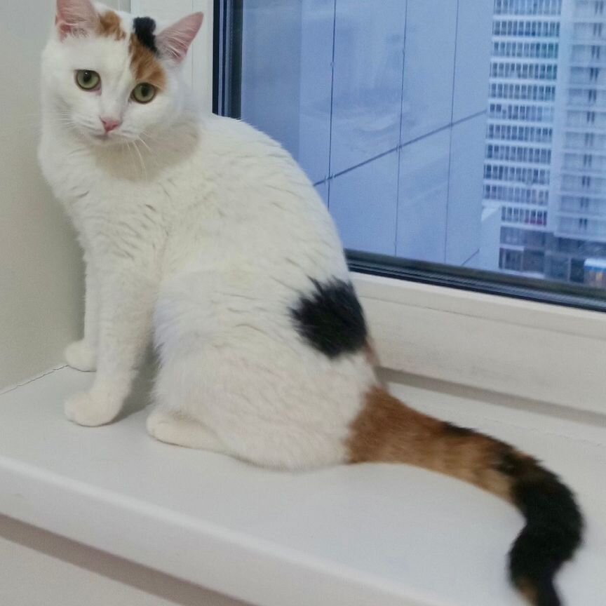 Взрослая, Девочка кошка в добрые руки