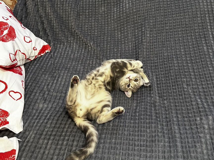 Кот Сеня