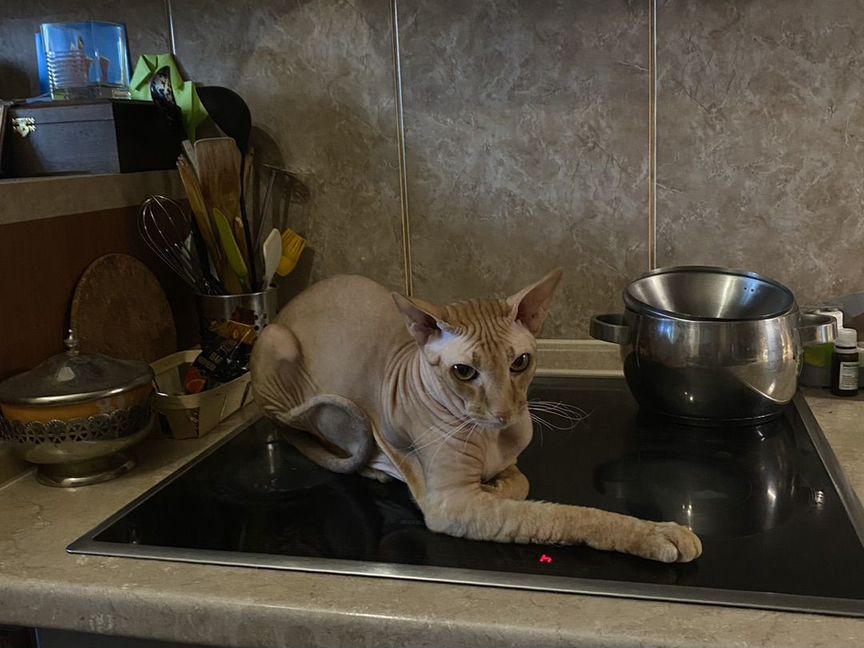 Кот для вязки, брашевый сфинкс