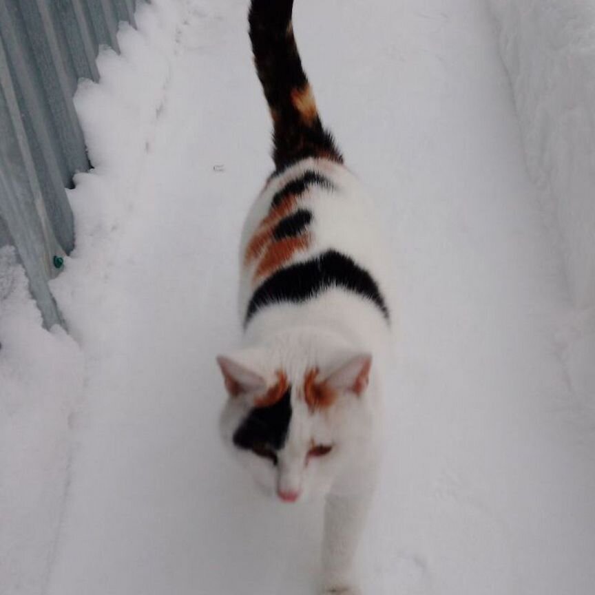 Взрослый кот в добрые руки