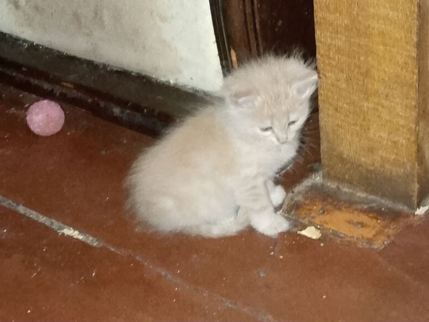 Кошки