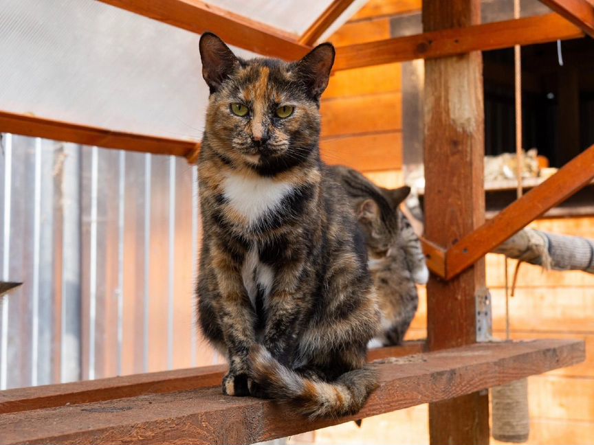 Кошки в добрые руки трехцветная