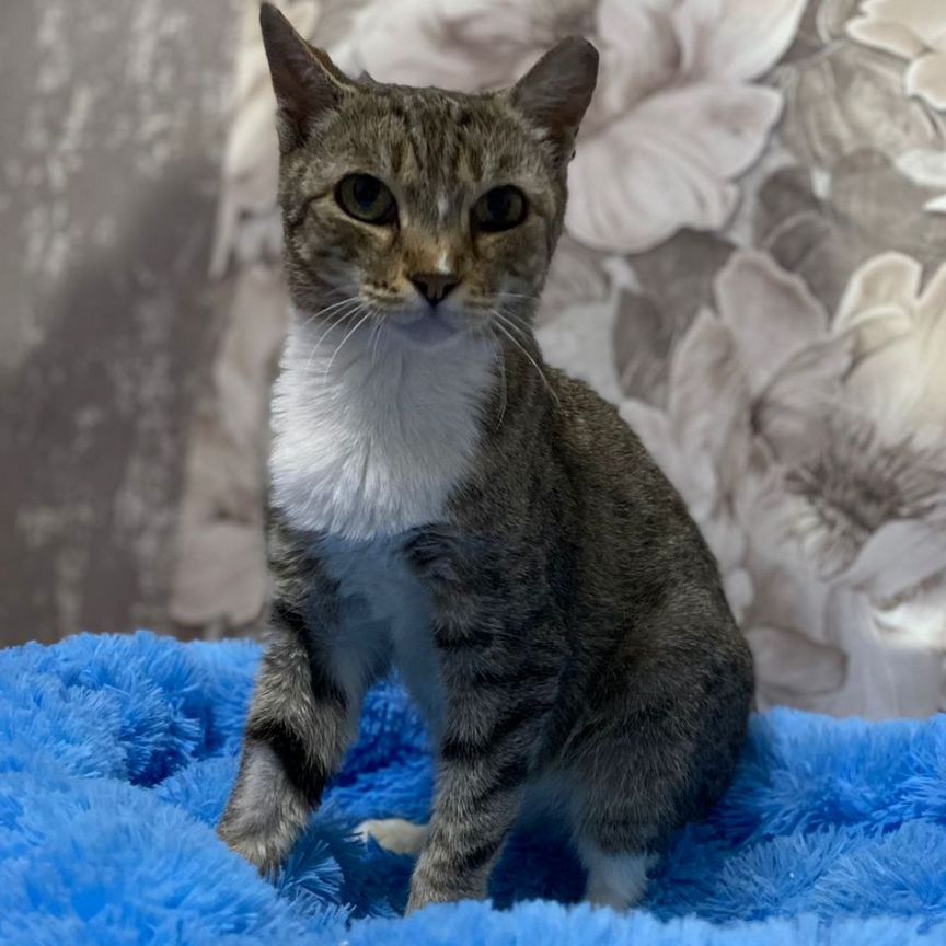 Взрослая, Девочка кошка в добрые руки