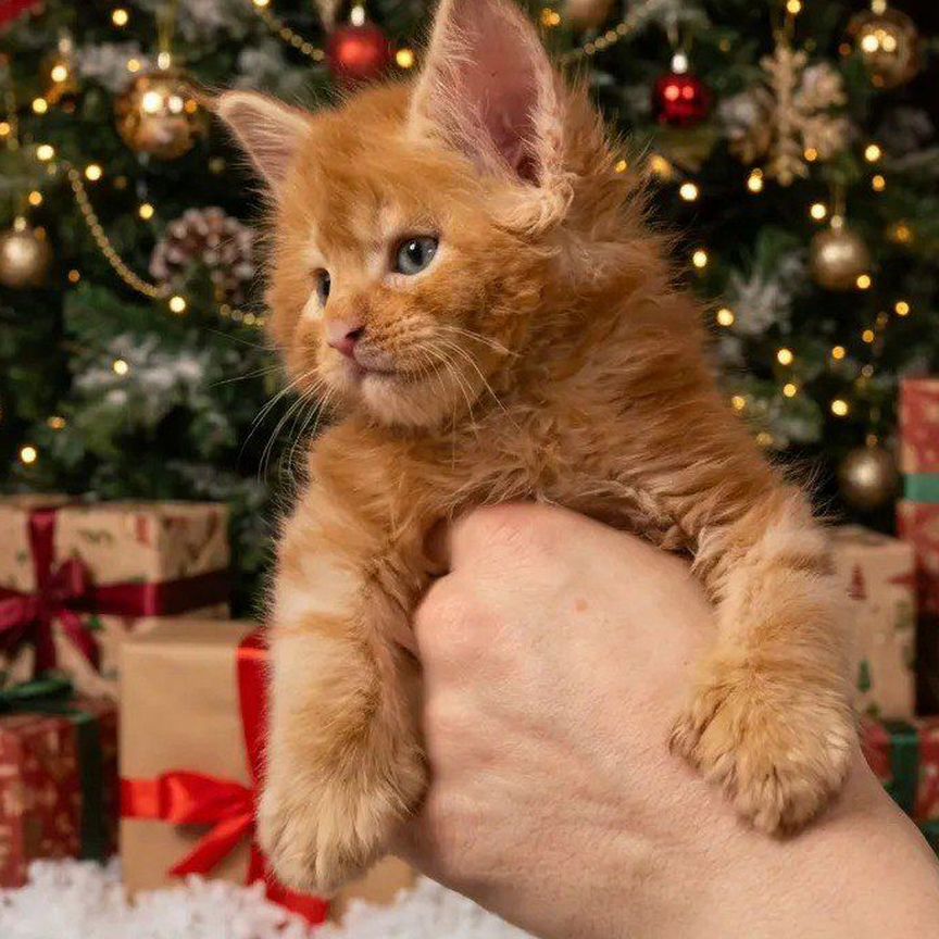 Мейн-кун котёнок