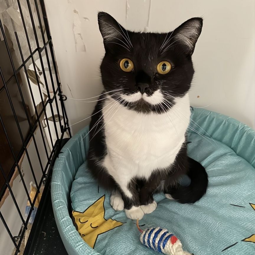 Взрослая, Девочка кошка в добрые руки