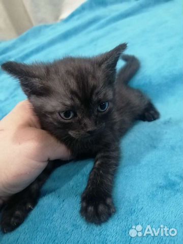 Подарю красивых котят