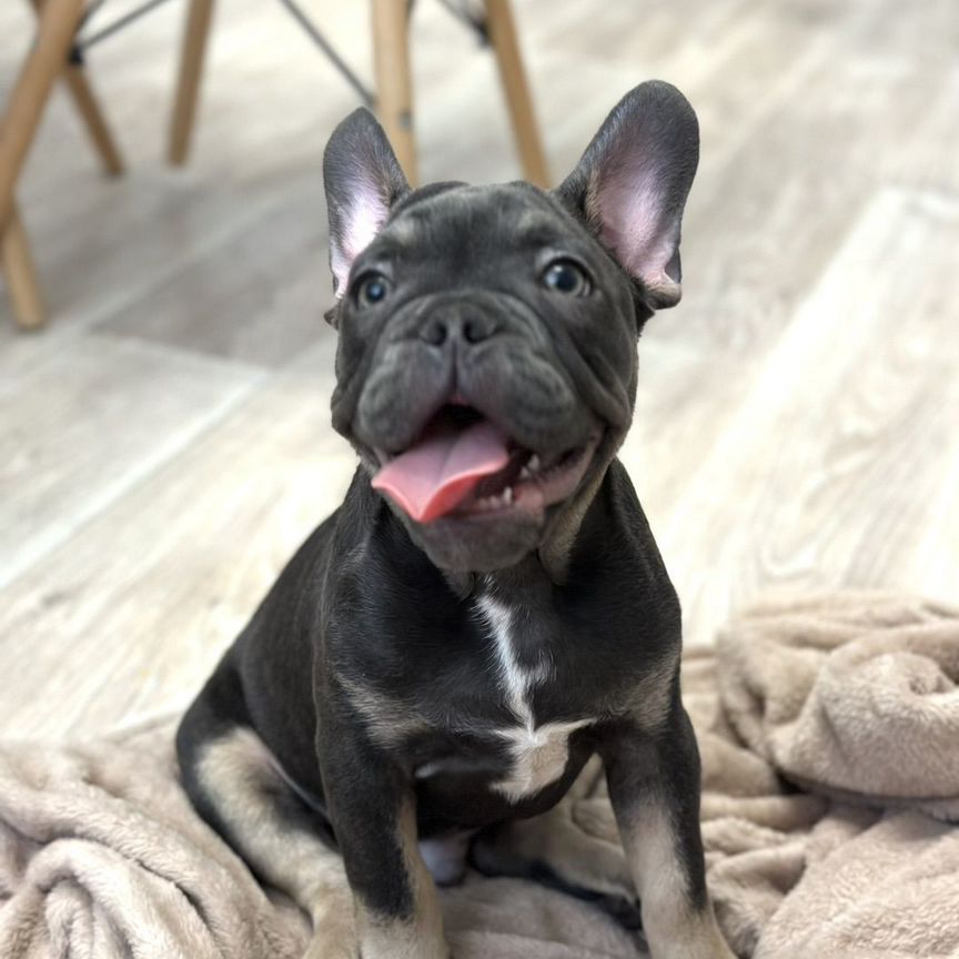 Французский бульдог