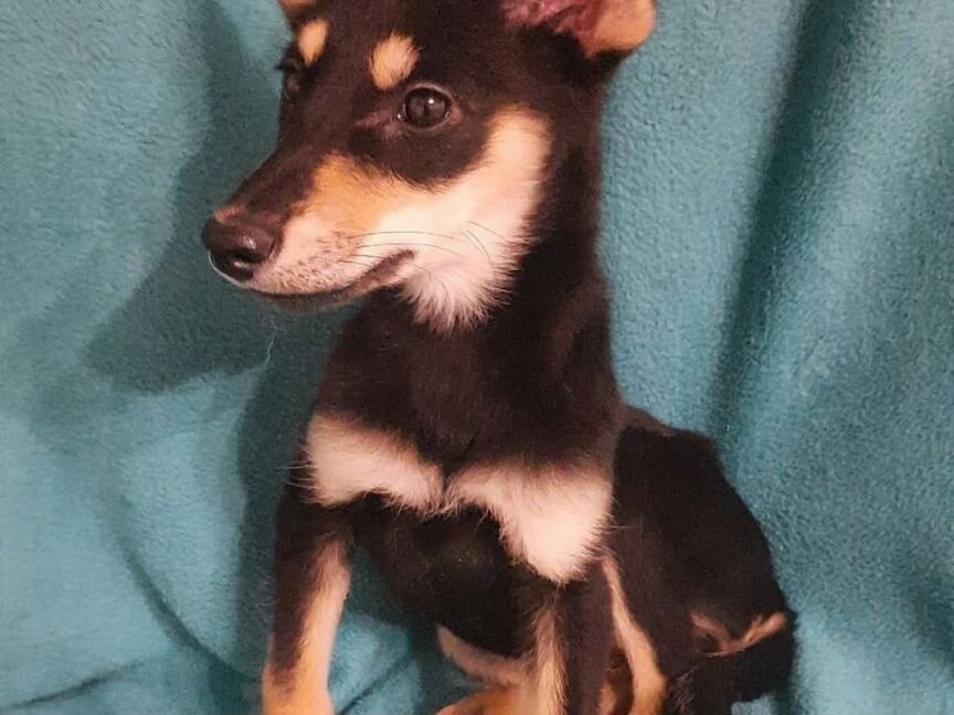 Девочка Милашка ищет дом и семью